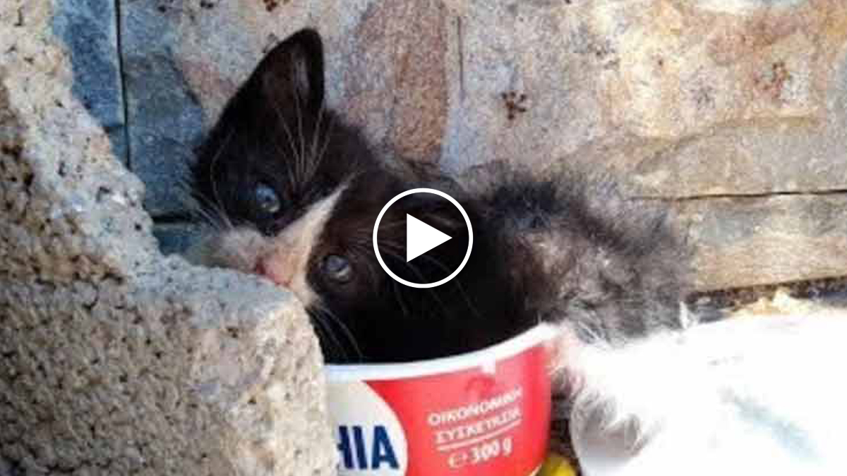 “I Found My Baby Kitten On The Side of the Road One Day” | Catlov