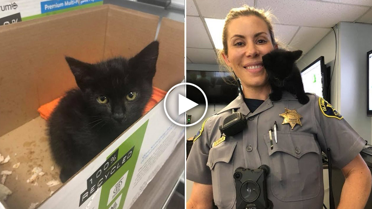 Tiny Kitty Shows Up at Police Station Looking For Fur-ever Partner | Catlov
