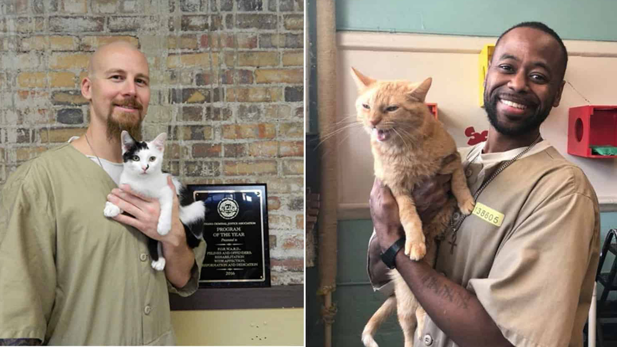 Prison In Indiana Accepts Shelter Cats And They Transform Prisoners ...