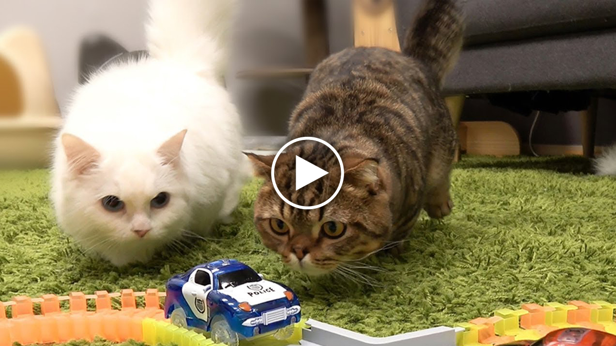 What Happens When You Build A Toy Race Track For Kitties | Catlov