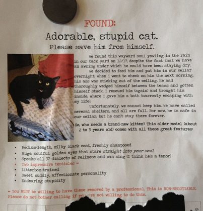 25+ Foolish Cats That Will Make You Burst Into Laughter | Catlov