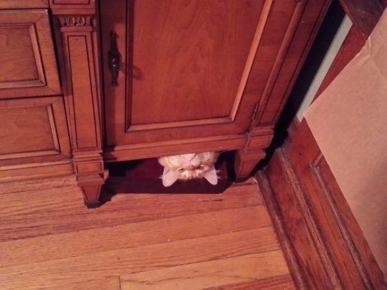 25+ Foolish Cats That Will Make You Burst Into Laughter | Catlov