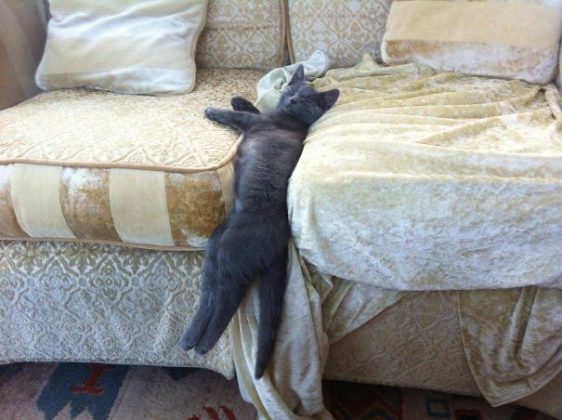 25+ Foolish Cats That Will Make You Burst Into Laughter | Catlov