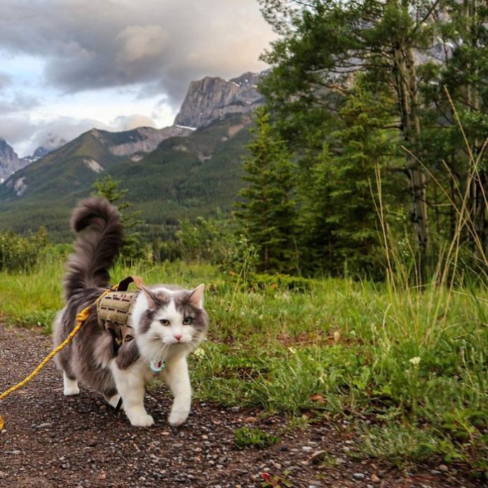 Meet Gary, The Meowntaineering Rescue Cat And His Adorable Adventures ...