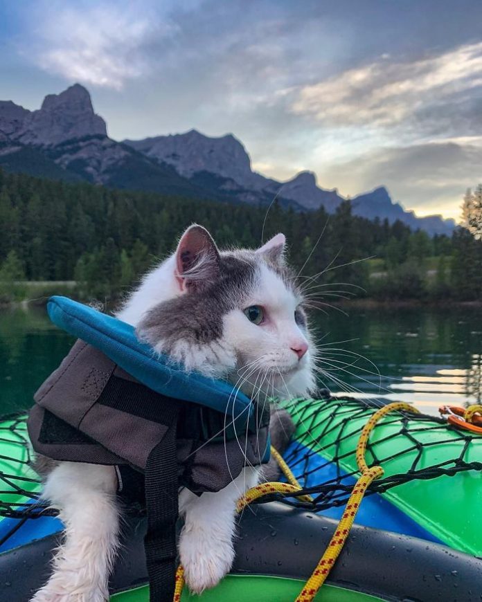 Meet Gary, The Meowntaineering Rescue Cat And His Adorable Adventures ...