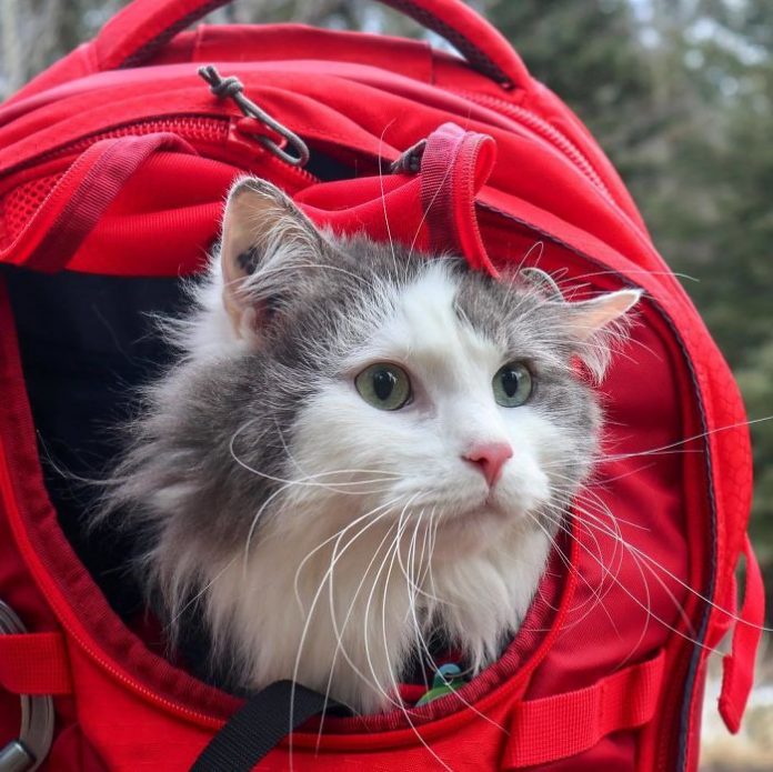 Meet Gary, The Meowntaineering Rescue Cat And His Adorable Adventures ...