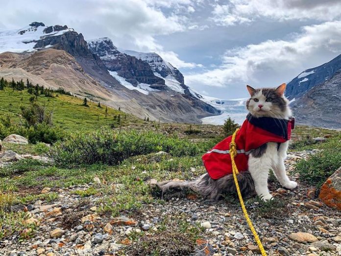 Meet Gary, The Meowntaineering Rescue Cat And His Adorable Adventures ...