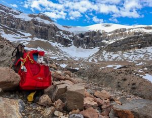 Meet Gary, The Meowntaineering Rescue Cat And His Adorable Adventures ...