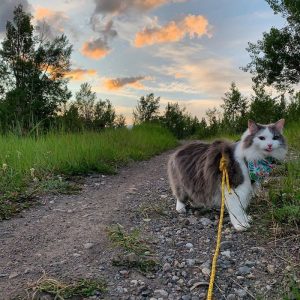 Meet Gary, The Meowntaineering Rescue Cat And His Adorable Adventures ...