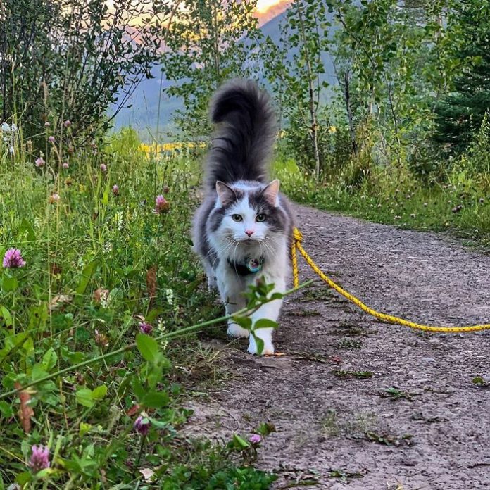 Meet Gary, The Meowntaineering Rescue Cat And His Adorable Adventures ...