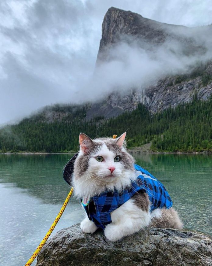 Meet Gary, The Meowntaineering Rescue Cat And His Adorable Adventures ...