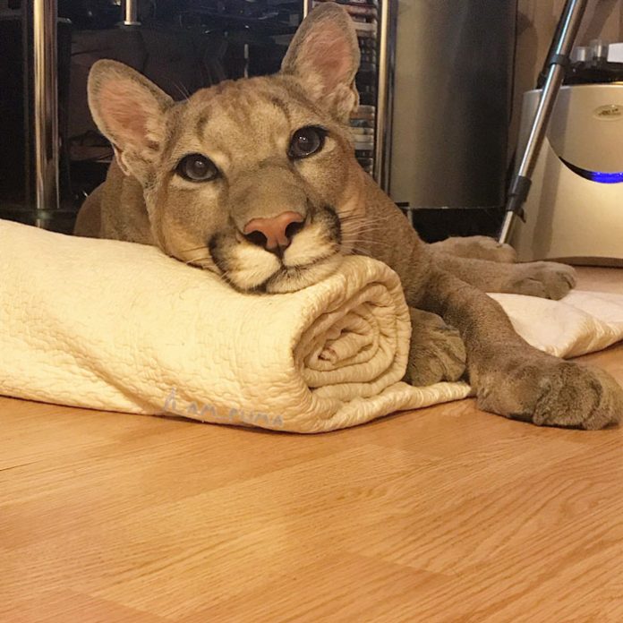 Puma Rescued From A Zoo Can’t Be Released Into The Wild, Lives As A ...