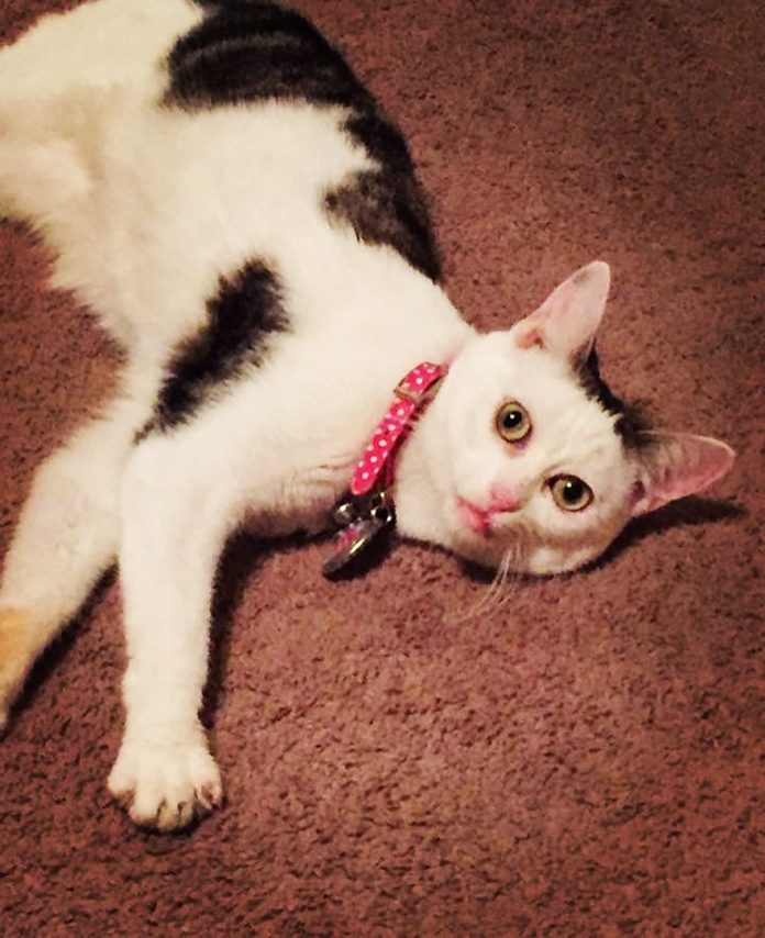 This Cat Has An Uncanny Resemblance To Steve Buscemi | Catlov