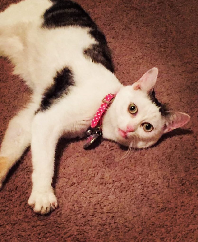 This Cat Has An Uncanny Resemblance To Steve Buscemi | Catlov