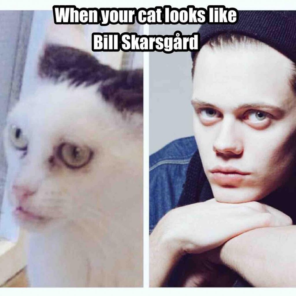 This Cat Has An Uncanny Resemblance To Steve Buscemi | Catlov