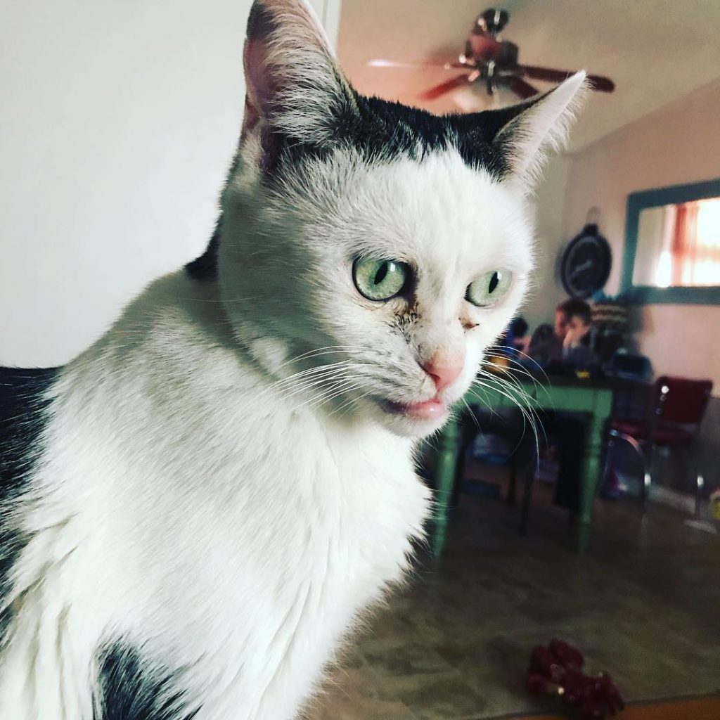 This Cat Has An Uncanny Resemblance To Steve Buscemi | Catlov