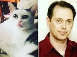 This Cat Has An Uncanny Resemblance To Steve Buscemi | Catlov