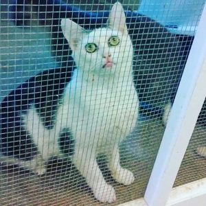 This Cat Has An Uncanny Resemblance To Steve Buscemi | Catlov