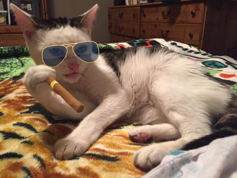 This Cat Has An Uncanny Resemblance To Steve Buscemi | Catlov