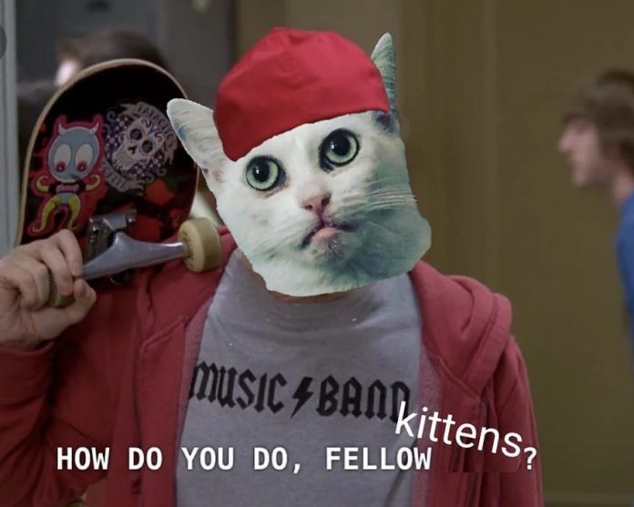 This Cat Has An Uncanny Resemblance To Steve Buscemi | Catlov