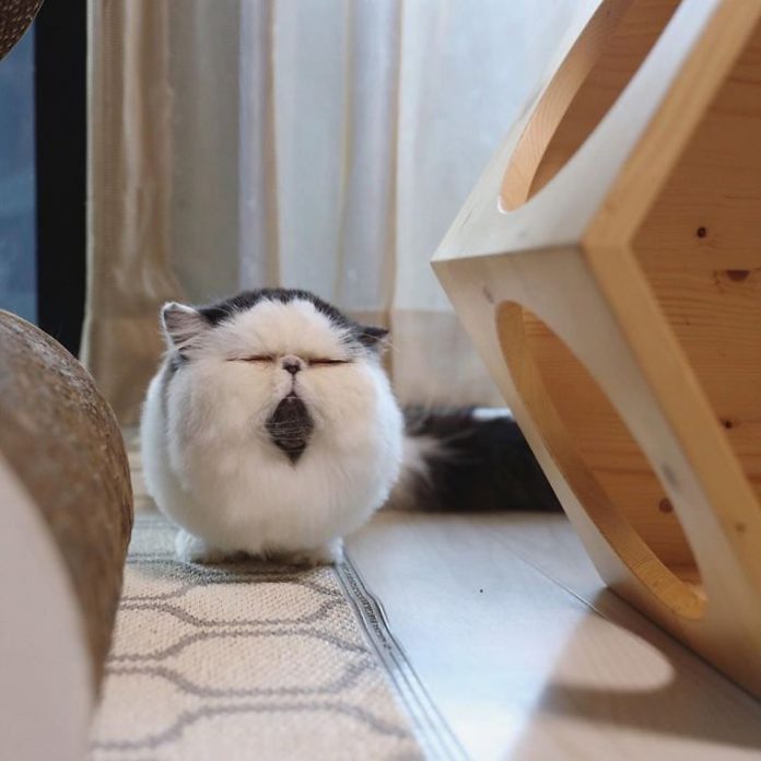 Meet Zuu – The Cat Who Looks Like How You Feel When You Hear Your Alarm ...