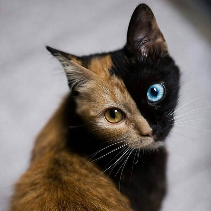 “Chimera” Kitten Is The Cutest Accident Of Nature | Catlov