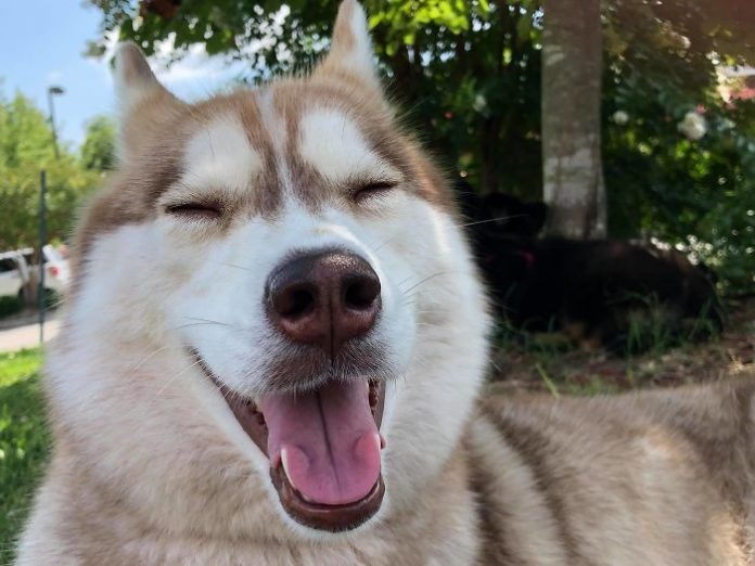 Hero Husky Found 7 Kittens in The Forest And Decided To Become Their ...