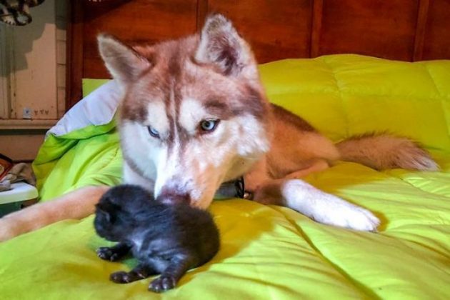 Hero Husky Found 7 Kittens in The Forest And Decided To Become Their ...