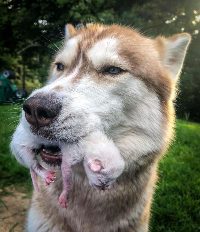 Hero Husky Found 7 Kittens in The Forest And Decided To Become Their ...