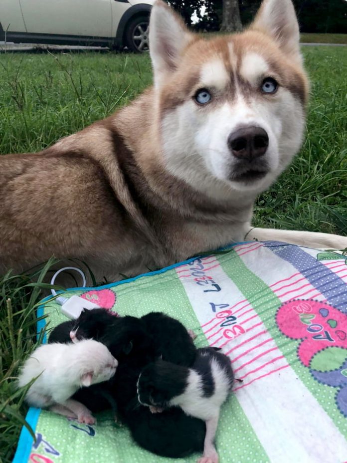Hero Husky Found 7 Kittens in The Forest And Decided To Become Their ...