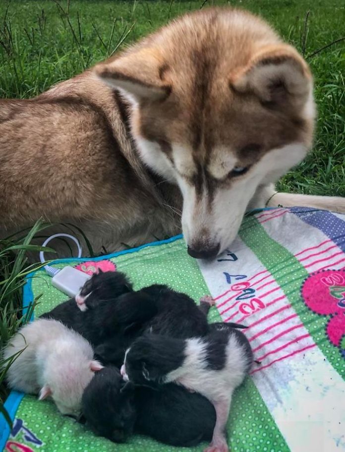 Hero Husky Found 7 Kittens in The Forest And Decided To Become Their ...