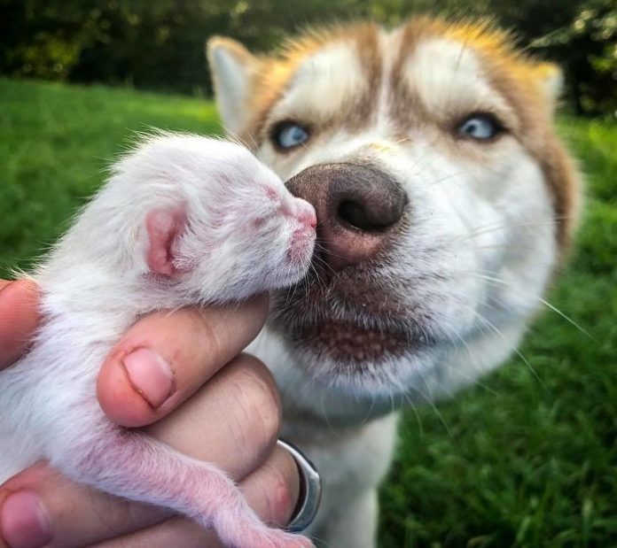 Hero Husky Found 7 Kittens in The Forest And Decided To Become Their ...
