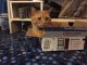 If It Fits, I Sits: These Cats Prove That No Space Is Too Tight | Catlov