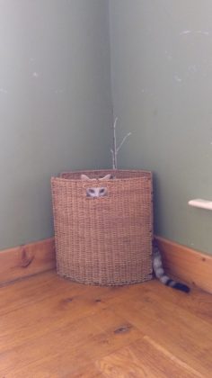 If It Fits, I Sits: These Cats Prove That No Space Is Too Tight | Catlov