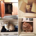 If It Fits, I Sits: These Cats Prove That No Space Is Too Tight | Catlov