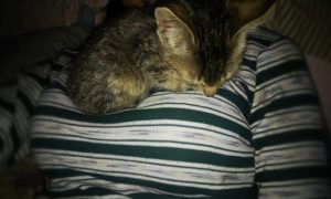 If It Fits, I Sits: These Cats Prove That No Space Is Too Tight | Catlov