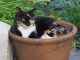 If It Fits, I Sits: These Cats Prove That No Space Is Too Tight | Catlov