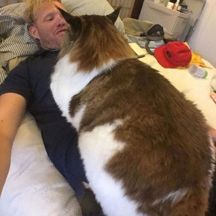 Meet Samson, New York City’s Largest Cat That Weighs 30 LBs And Is 4 ...