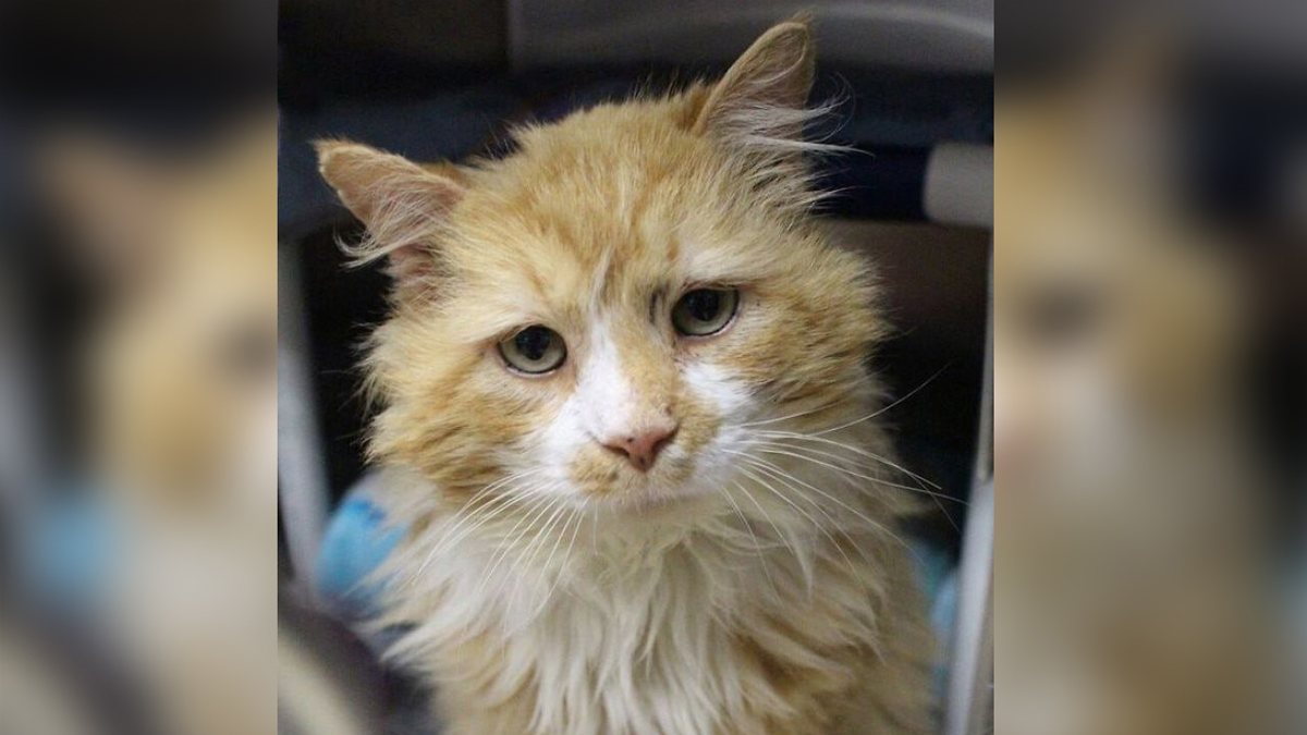 After A Family Abandons Him, Cat Walks Back 12 Miles Just To Be ...