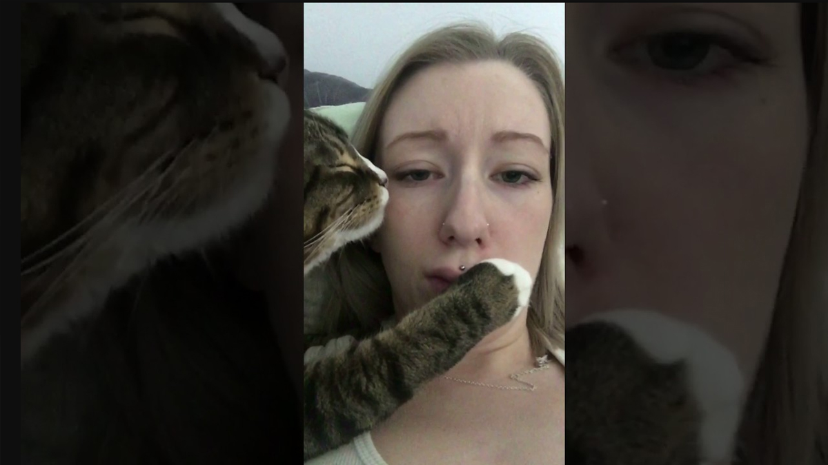 Cat Awkwardly Touches Owner | Catlov