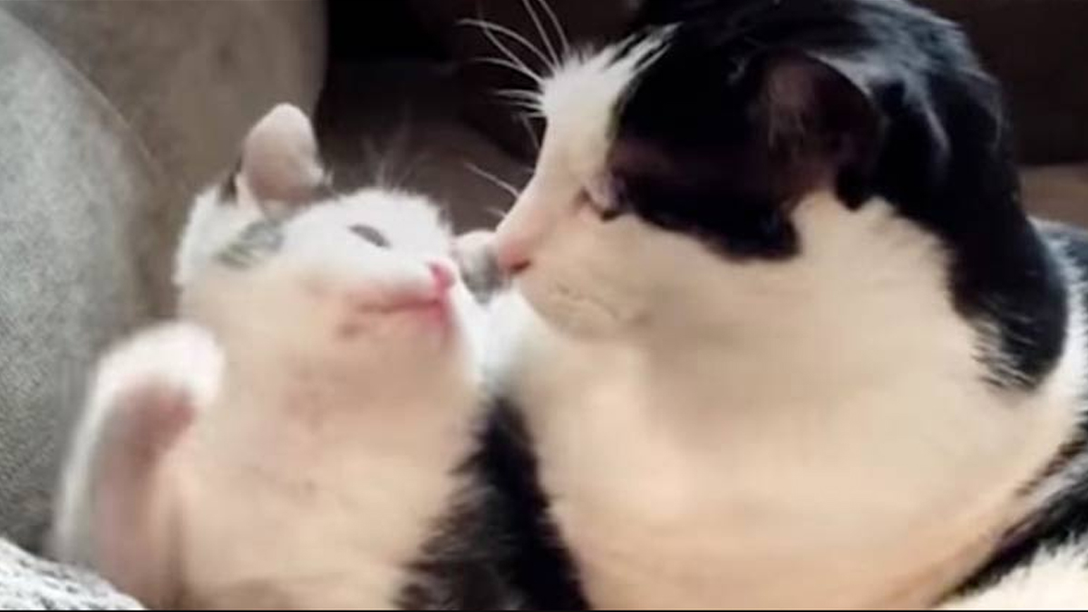 Cat Learns To Open Door To Meet New Foster Kittens | Catlov