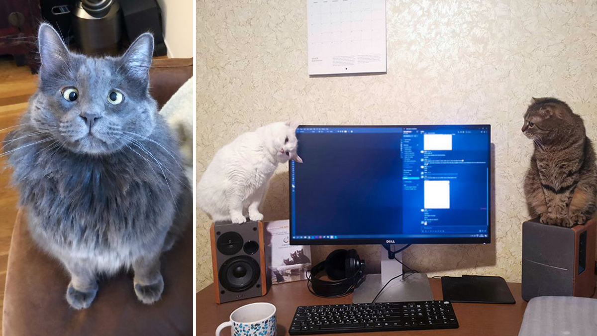 People Are Sharing How Their Cats Deal With Them Working From Home | Catlov