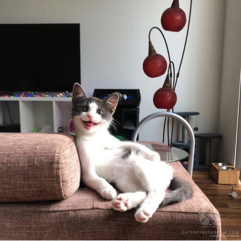 15+ Photos We Can Use To Turn Anyone Into A Cat Lover | Catlov