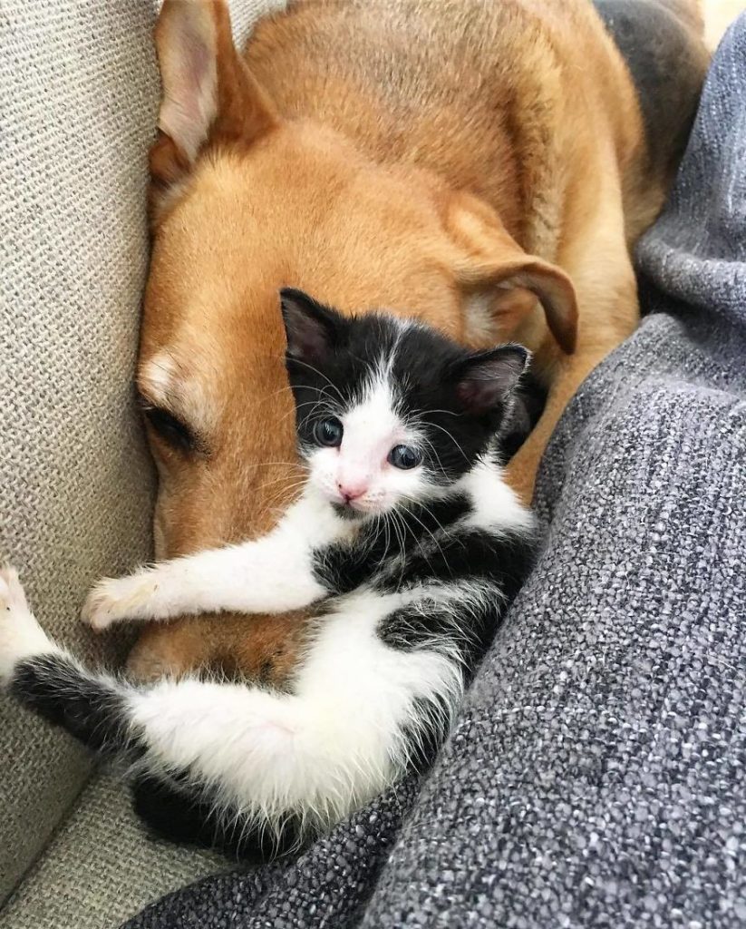 Dog Takes Care Of Every Rescue Cat In This Shelter & It’s Too Purrfect ...