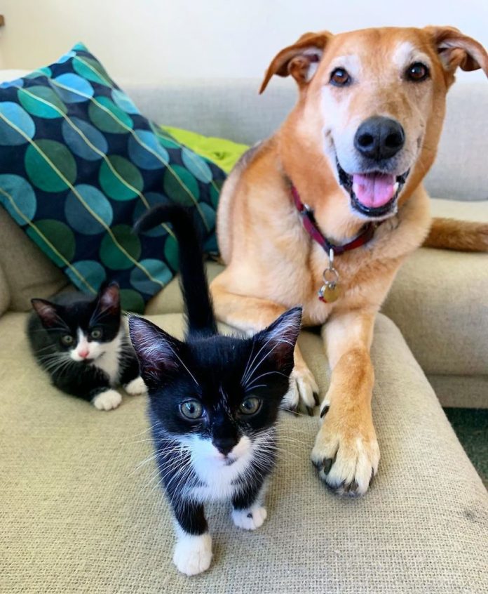 Dog Takes Care Of Every Rescue Cat In This Shelter & It’s Too Purrfect ...
