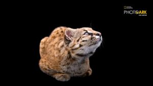 Smallest Wild Cat In Western Hemisphere Is Too Cute As Video Unveils ...
