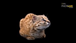 Smallest Wild Cat In Western Hemisphere Is Too Cute As Video Unveils ...