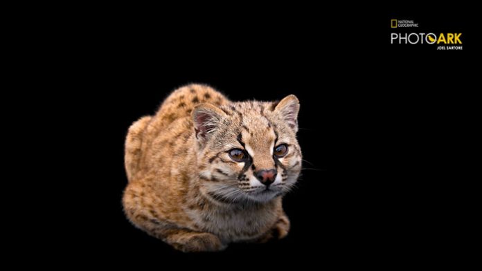 Smallest Wild Cat In Western Hemisphere Is Too Cute As Video Unveils ...
