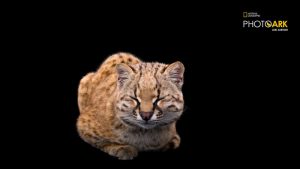 Smallest Wild Cat In Western Hemisphere Is Too Cute As Video Unveils ...