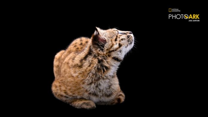 Smallest Wild Cat In Western Hemisphere Is Too Cute As Video Unveils ...